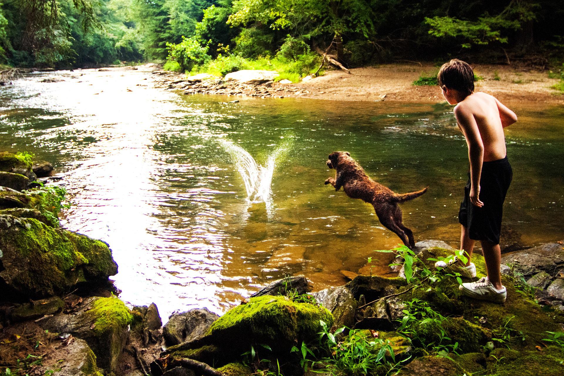 5 Water Dogs That Love The Water | Blog | PlexiDor